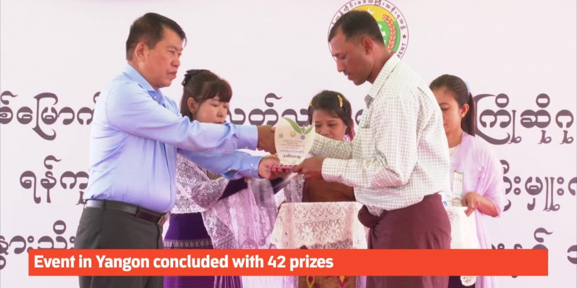 2nd Bovine Beauty Pageant: Event in Yangon concluded with 42 prizes | Myanmar International TV